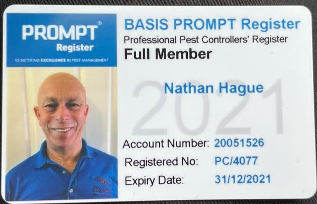 What Happens If You Don’t Remove Wasp Nests | Portsmouth